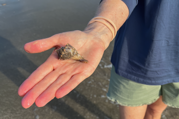 Private Shark Tooth Island Tour
